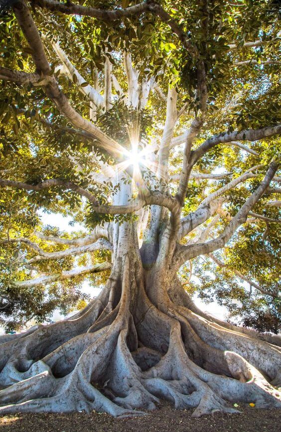 Le banian, l'arbre de l'éveil – 360 Indochine
