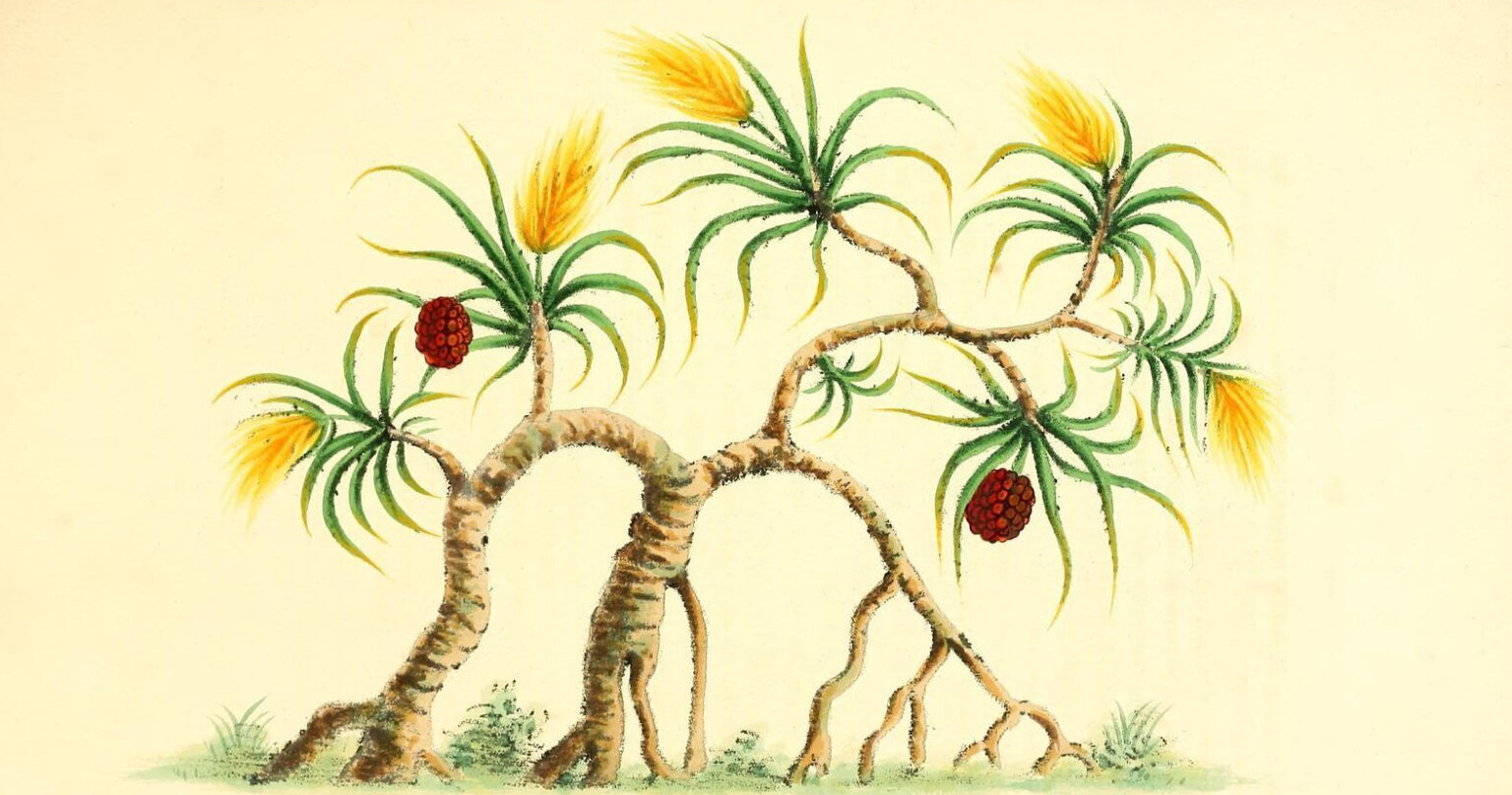 Le pandanus – 360 Indochine