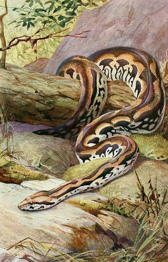 Les mythiques pythons d'Asie du Sud-Est – 360 Indochine