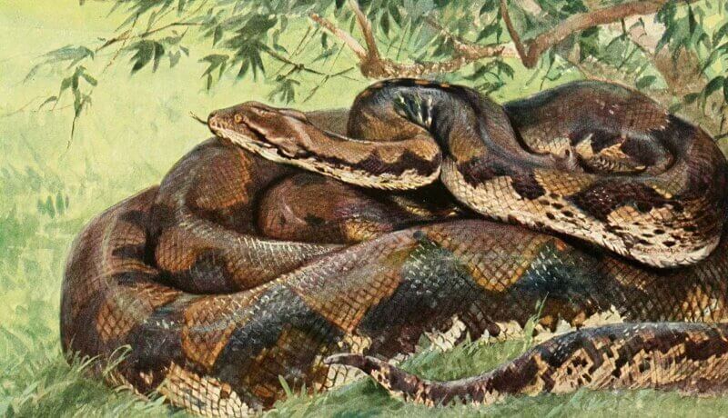 Les mythiques pythons d'Asie du Sud-Est – 360 Indochine