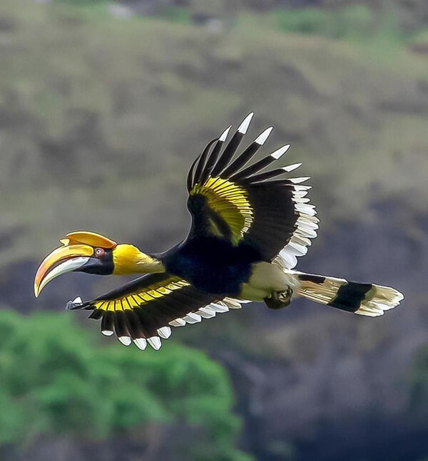 Le calao pie, le gardien des forêts – 360 Indochine